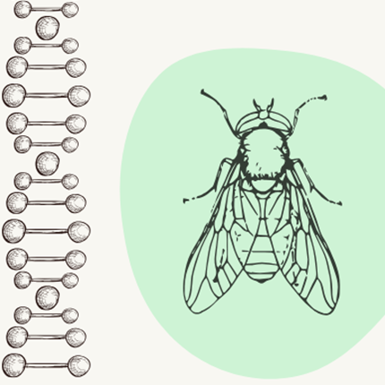 FlyBase Allele Report: Dmel\l(2)37Bb[KK104117]